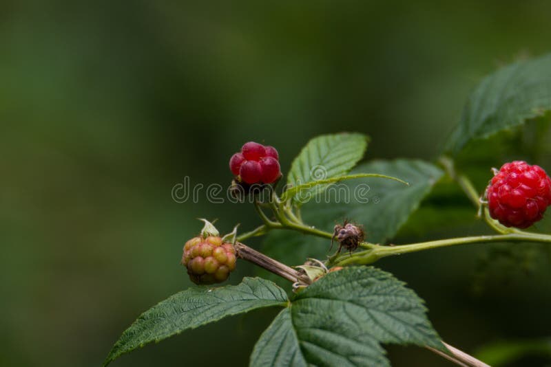 Raspberry fruits at a tree stock photo. Image of skane - 86962914