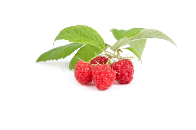 Raspberry Fruits Under Green Leaf, White Background, Stock Photo ...