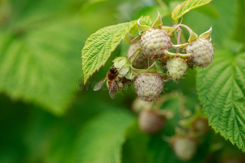 Raspberry in the garden stock photo. Image of outdoorsraspberry - 194289756