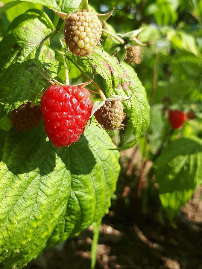 Raspberry in Garden on Sunny Day Stock Image - Image of foliage, bush ...