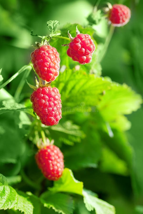 Raspberry stock image. Image of agriculture, macro, juicy - 33554355