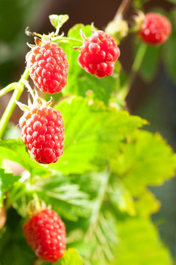 Raspberry stock photo. Image of fresh, organic, cooking - 33554364