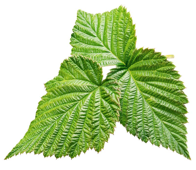 Raspberry Green Leaf Isolated on White Background Stock Photo - Image ...