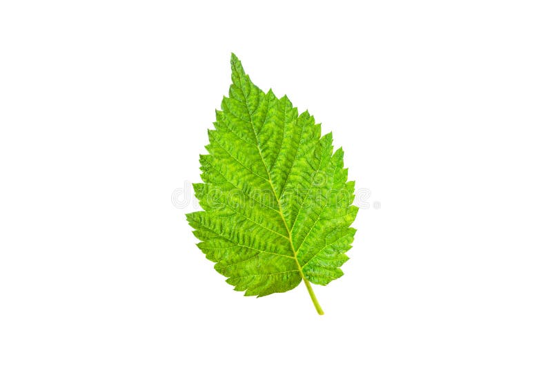 Raspberry Green Leaf Isolated on White Background Stock Photo - Image ...