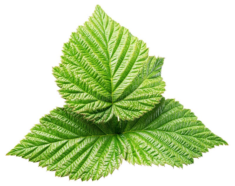 Raspberry Green Leaf Isolated on White Stock Photo - Image of food ...