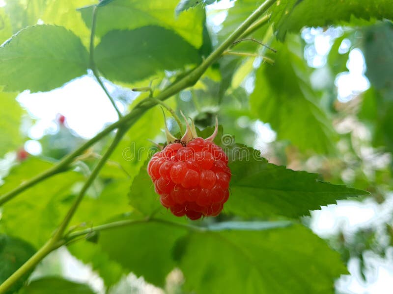 Raspberry with green leafs stock image. Image of fruit - 232111125