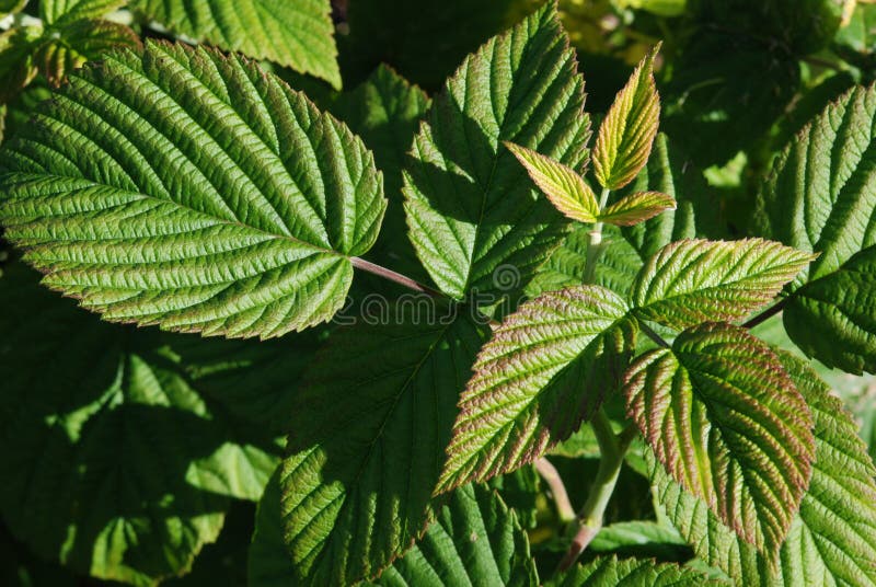 Raspberry Green Leaves Background Stock Image - Image of plant, leaves ...