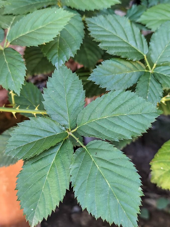 Raspberry Green Leaves in Close-up Stock Image - Image of gardening ...