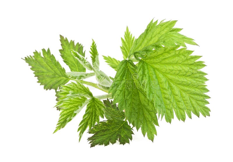 Raspberry Green Leaves Isolated on White Background Stock Image - Image ...