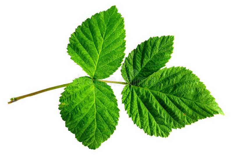 Raspberry Green Leaves Isolated on White Background. Stock Photo ...