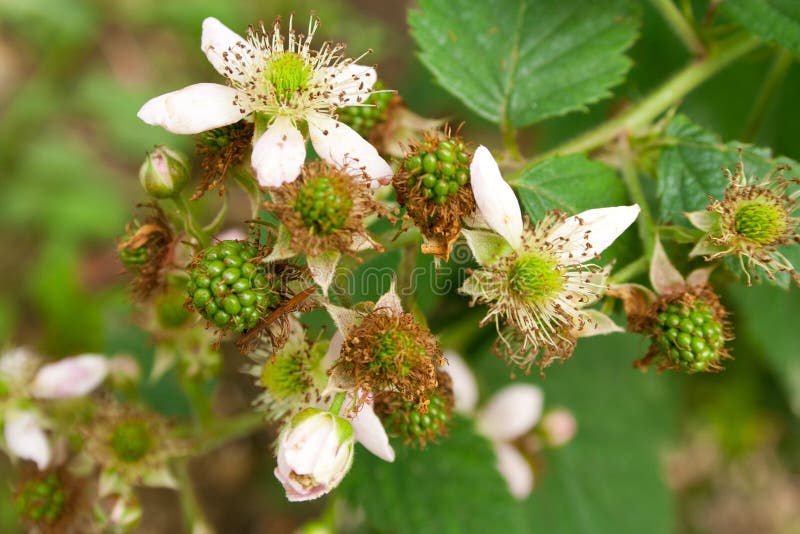 Raspberry stock image. Image of plants, gardening, biology - 56477503