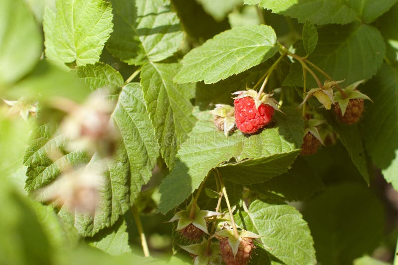 Raspberry stock image. Image of plant, crop, yellow, summer - 199241