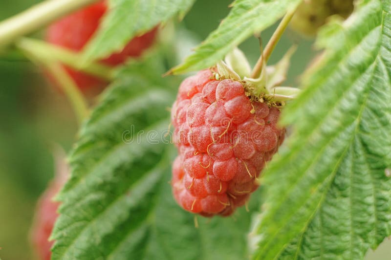 Raspberry stock image. Image of farming, fresh, kind - 73597121