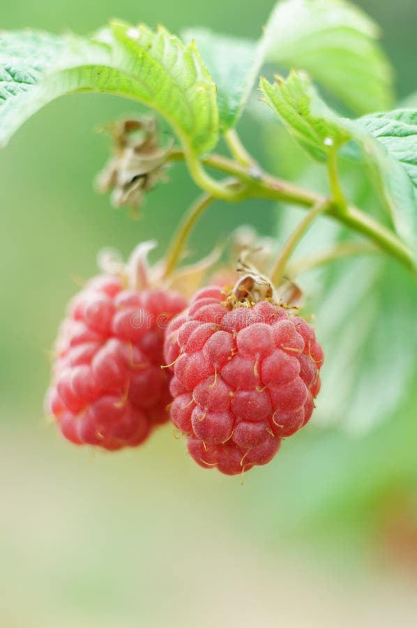 Raspberry stock photo. Image of organic, ripe, natural - 73598334