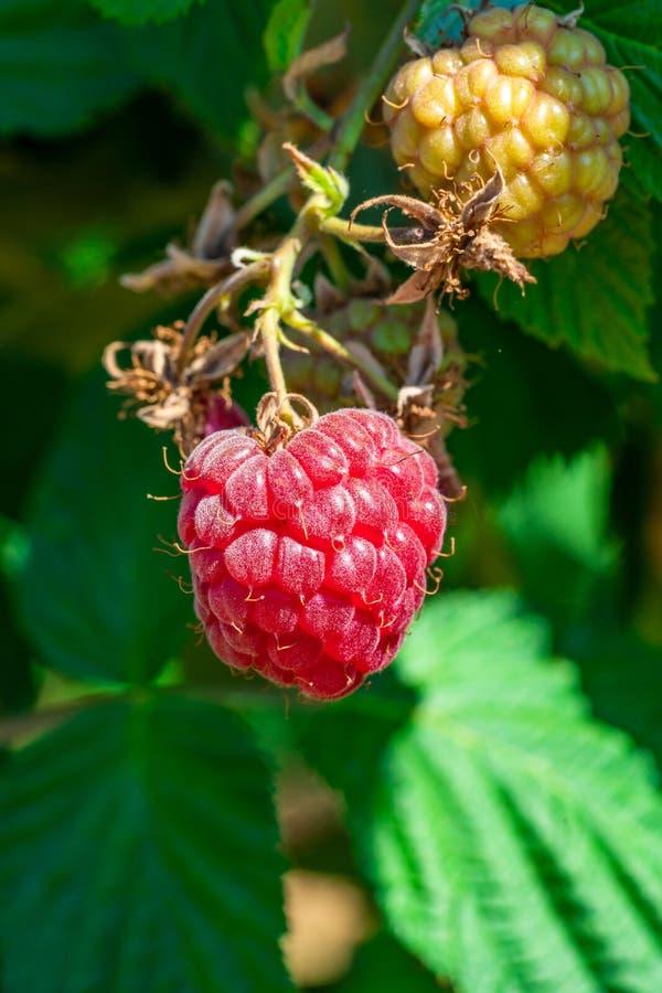 A Raspberry Growing on a Bush. Stock Photo - Image of bunch, farm ...