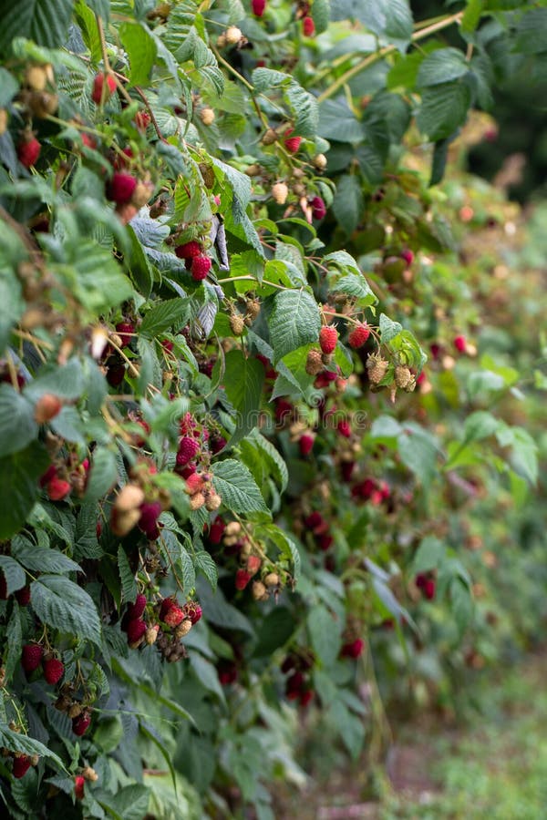 Raspberry. Growing Organic Berries Stock Photo - Image of growing ...