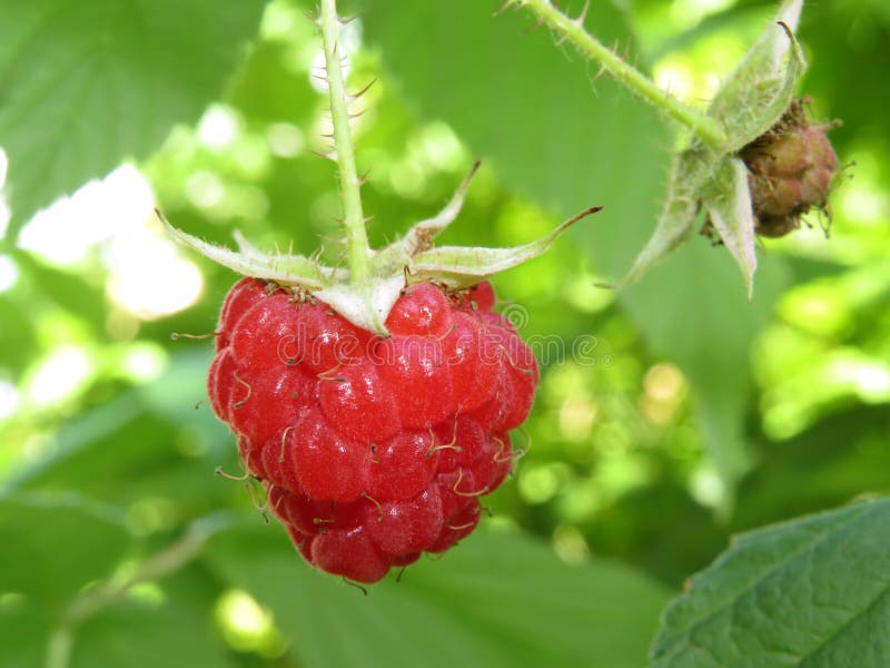 Raspberry Growing on Bush in a Field Stock Image - Image of group ...