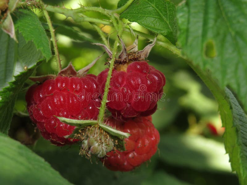 Raspberry Growing on Bush in a Field Stock Photo - Image of natural ...