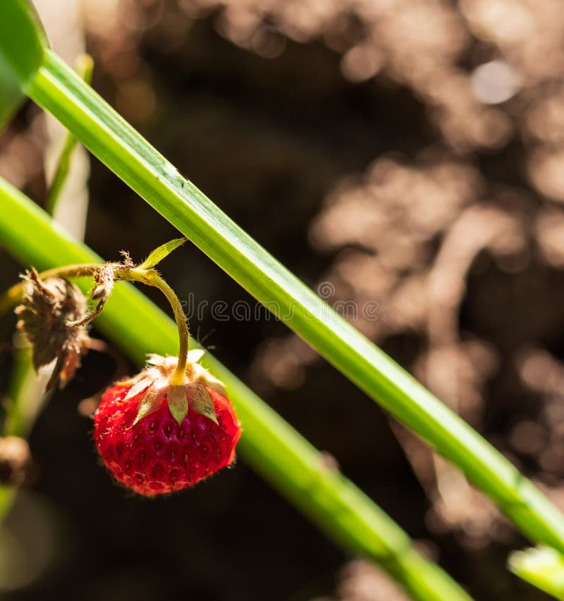 Raspberry Grows on a Bush on a Farm Stock Photo - Image of flora, beans ...