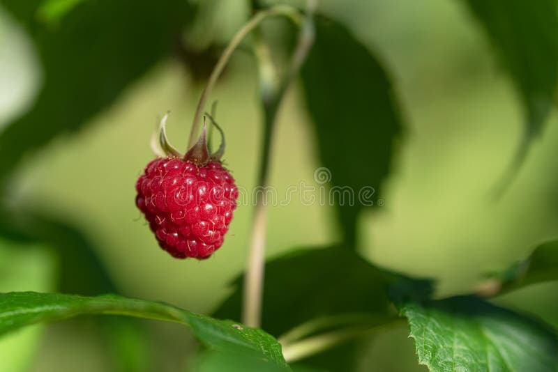 A Raspberry Grows on a Rocky Mountain. Stock Photo - Image of grows ...