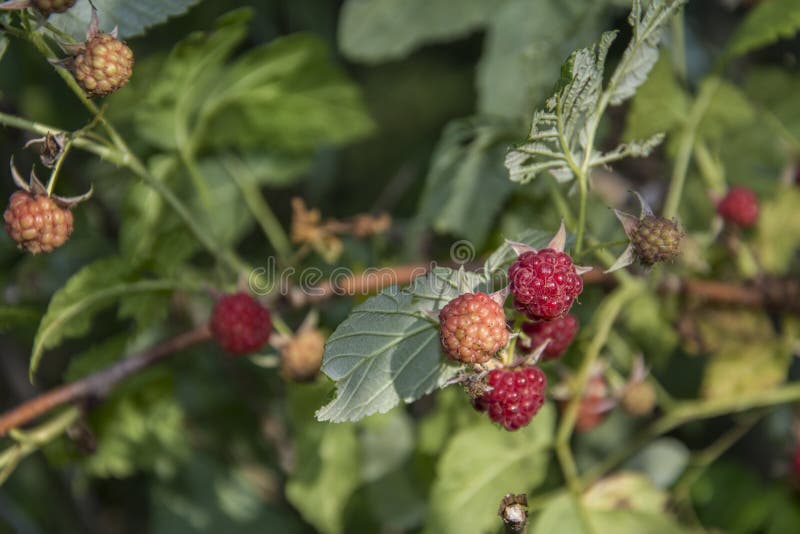 Raspberry Grows in the Forest. Stock Image - Image of branch, natural ...