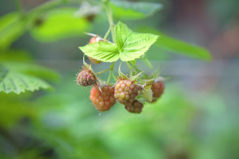 Raspberry Grows in the Garden Stock Image - Image of color, plant ...