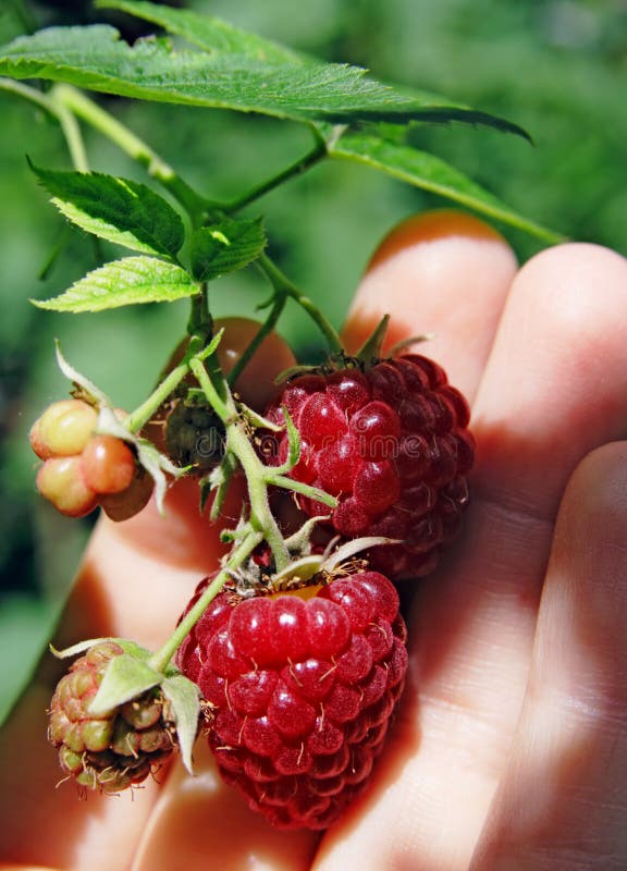 Raspberry in hand stock image. Image of garden, berries - 2722519