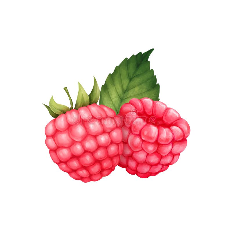Raspberry, Hand Drawn Illustration Isolated on White Stock Illustration ...