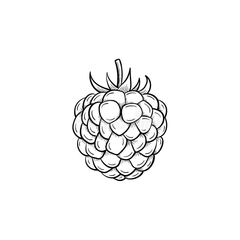 Raspberry Hand Drawn Sketch Icon. Stock Vector - Illustration of eating ... Raspberry Hand Drawn Sketch Icon. Stock Vector - Illustration of eating ...