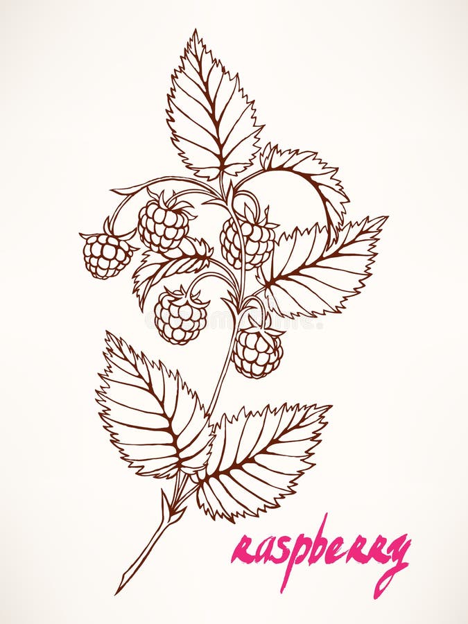 Raspberry branch stock vector. Illustration of design - 30133225