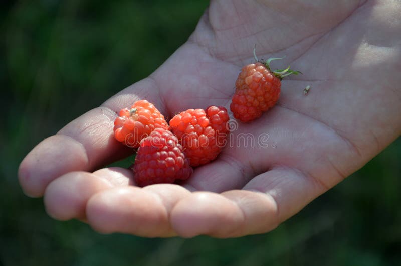 Raspberry on hand stock image. Image of hand, berries - 42975953