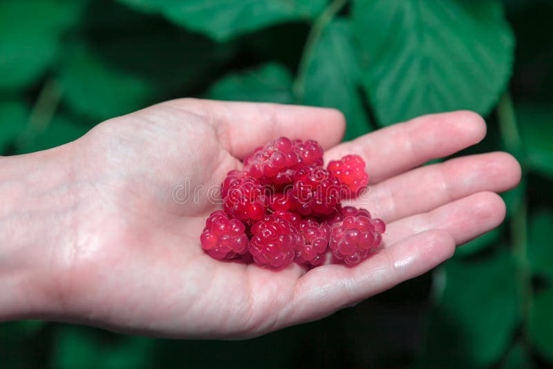 Raspberry in hand stock photo. Image of farming, berries - 235315148