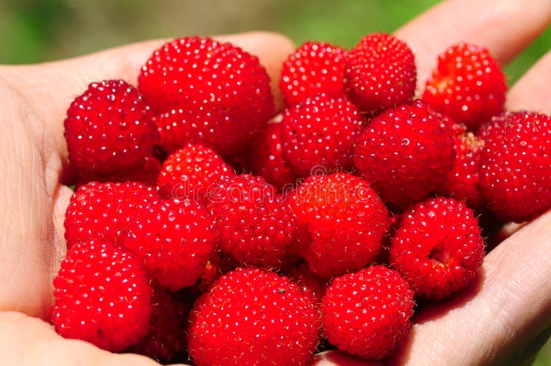 Raspberry in hand stock image. Image of woman, food, ripe - 35064821