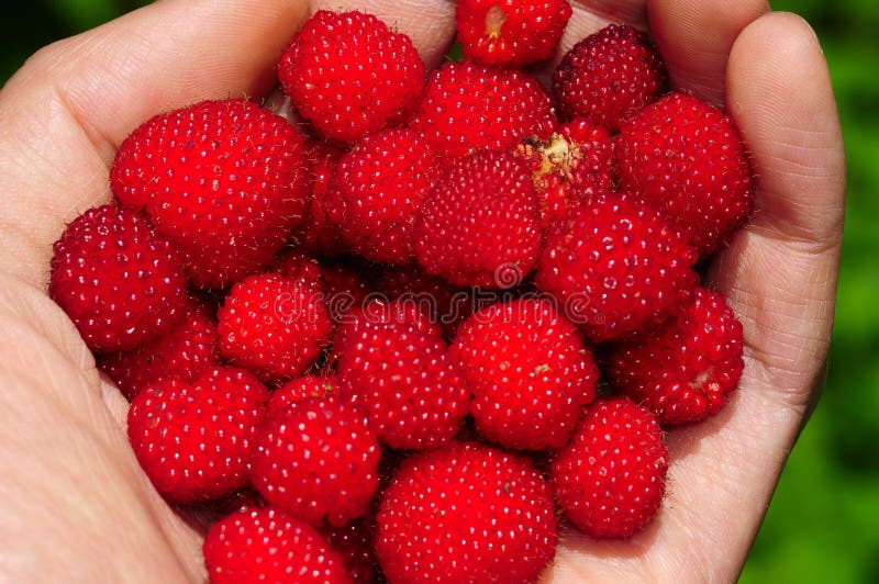 Raspberry in hand stock photo. Image of bunch, dessert - 35079598