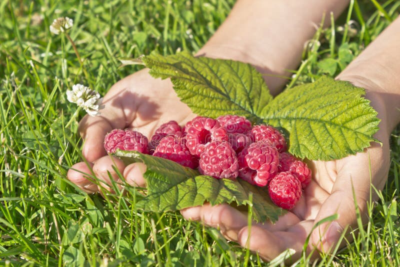 Raspberry in the hands of stock photo. Image of parts - 32577498