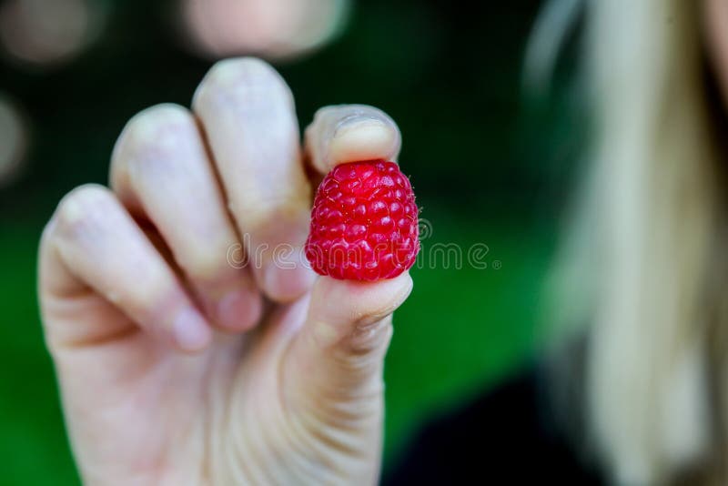 Raspberry in the hands stock image. Image of healthy - 55237793