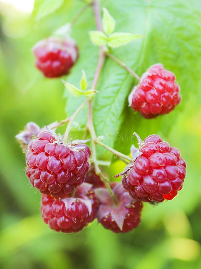 Raspberry bush stock photo. Image of berry, background - 57191546