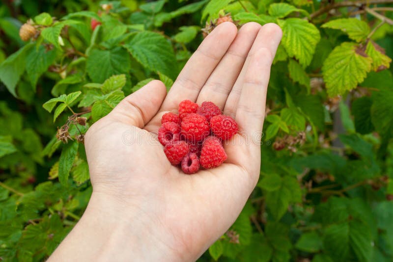 Raspberry in the Human Hand Stock Image - Image of natural, agriculture ...