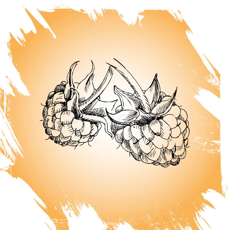 Raspberry - illustration stock illustration. Illustration of design ...