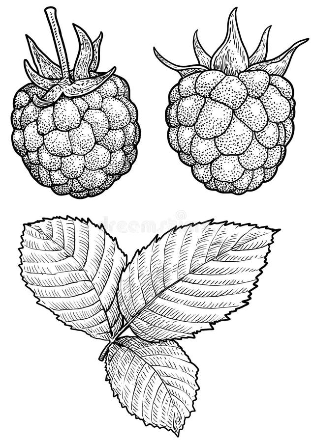 Raspberry Illustration, Drawing, Engraving, Ink, Line Art, Vector Stock ...
