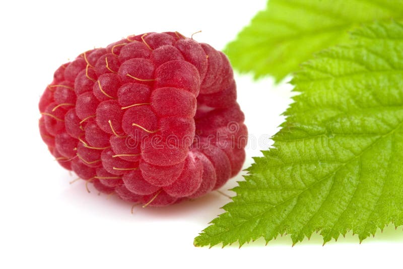 Raspberry isolated stock photo. Image of color, leaf - 10031488