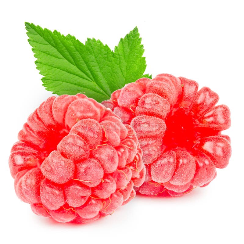 Raspberry stock image. Image of botanic, botany, isolated - 2584375