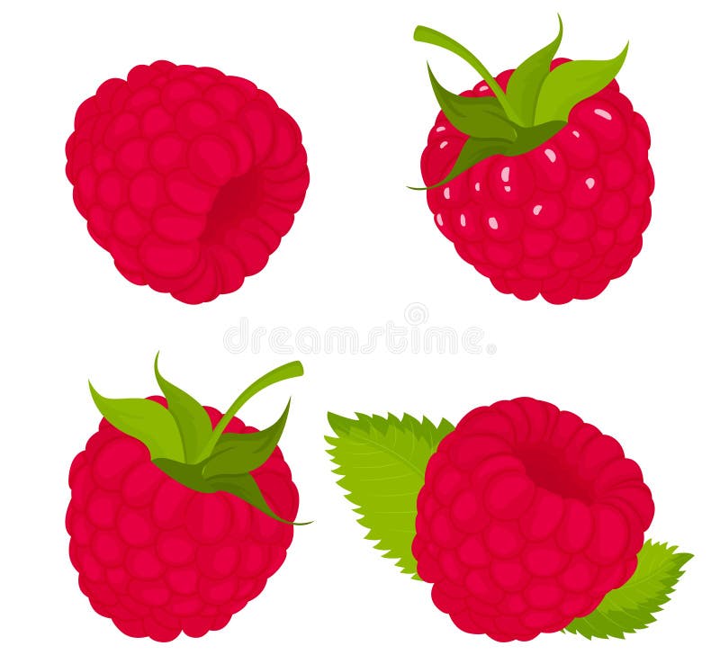 Raspberry, Isolated on White Bacground. Raspberry Vector Set, Whole and ...