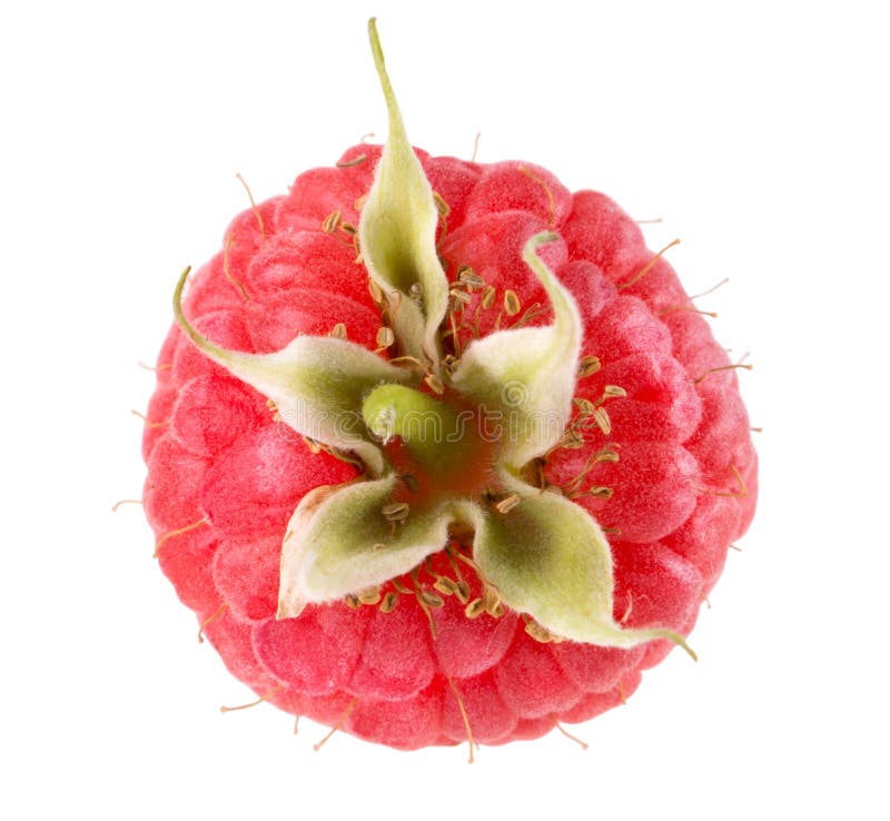 Raspberry Isolated on the White Background Stock Image - Image of ...