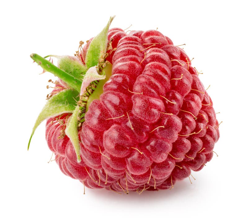 Single Raspberry Isolated on the White Background Stock Photo - Image ...