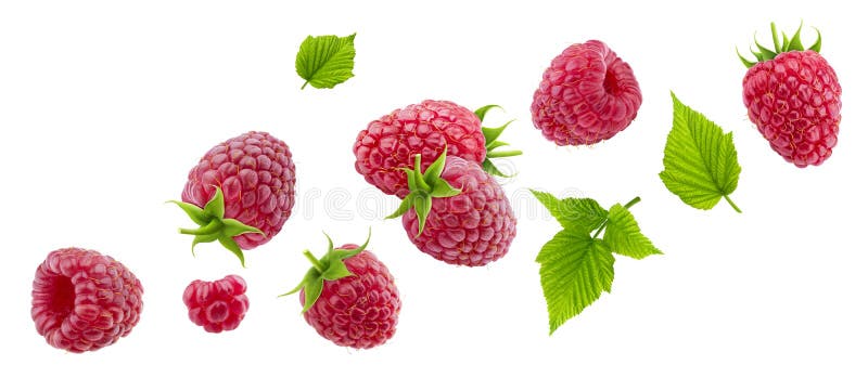 Three Raspberry Isolated on White Stock Image - Image of health ...