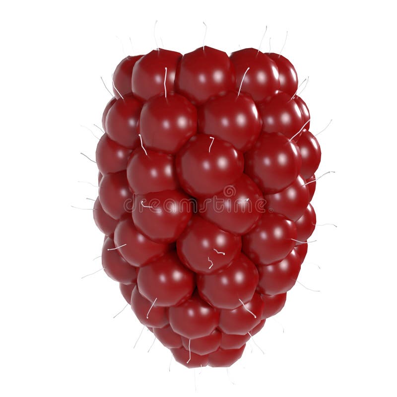 Raspberry Isolated on White Background Stock Illustration ...