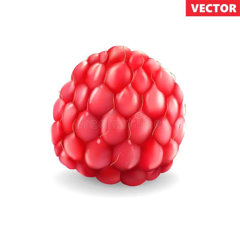 Raspberry. Sweet Fruit. 3d Vector Icon. Realistic Illustration Stock ...