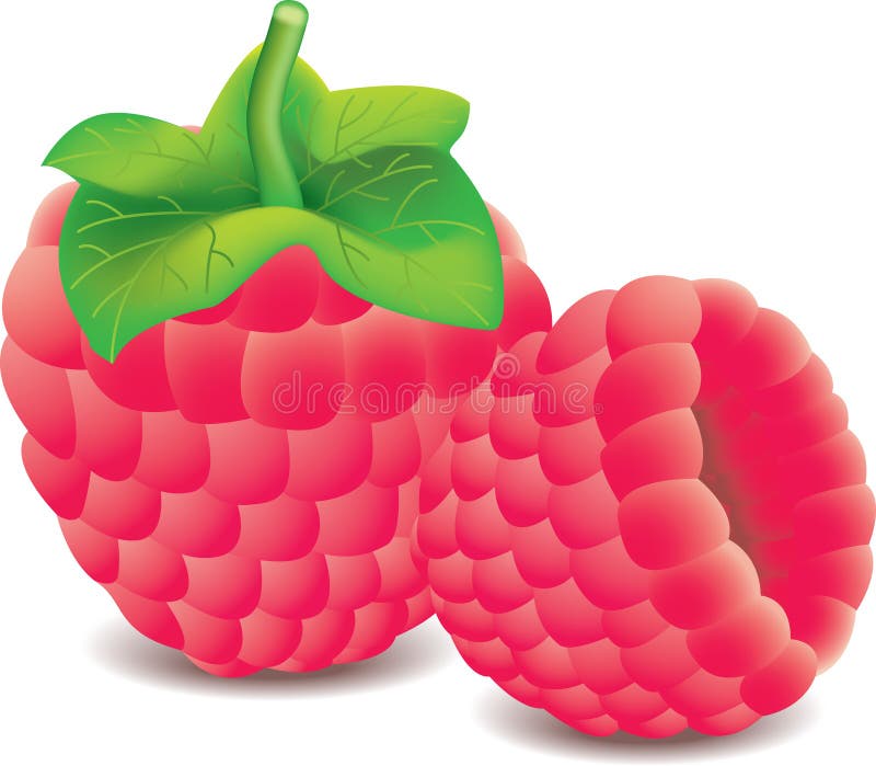 Raspberry Isolated on White Photo-realistic Stock Vector - Illustration ...