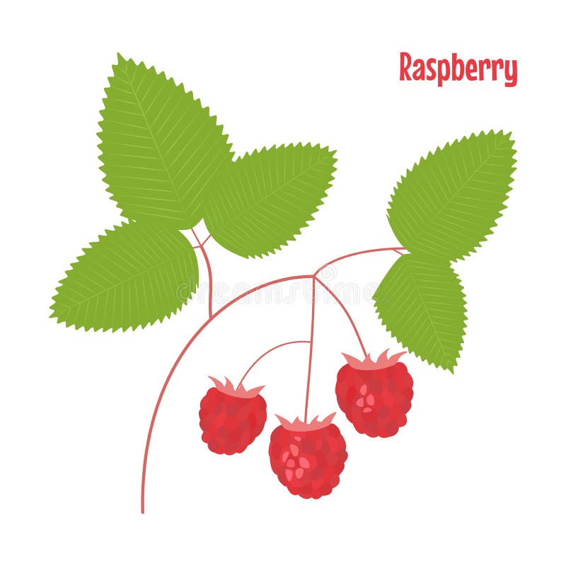 Raspberry Blossom Isolated Stock Illustrations – 884 Raspberry Blossom ...